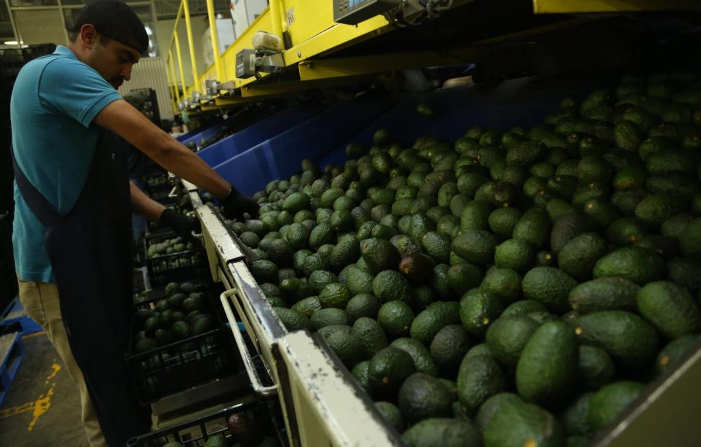 Logran acuerdo para reactivar exportación de aguacate y mango ...