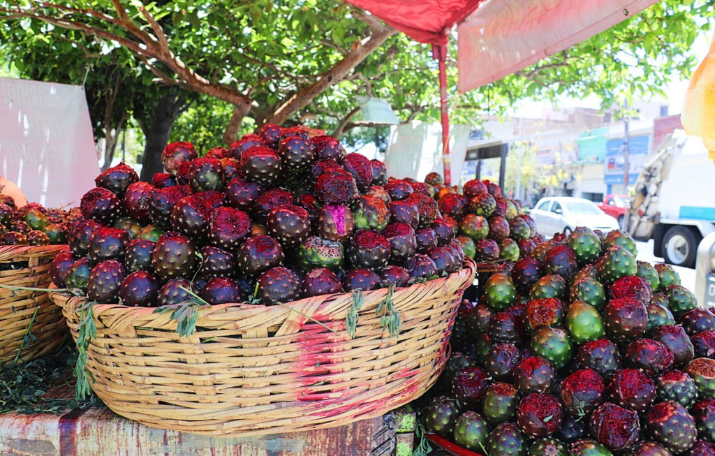 Inicia la venta de pitayas en las Nueve Esquinas | Notisistema