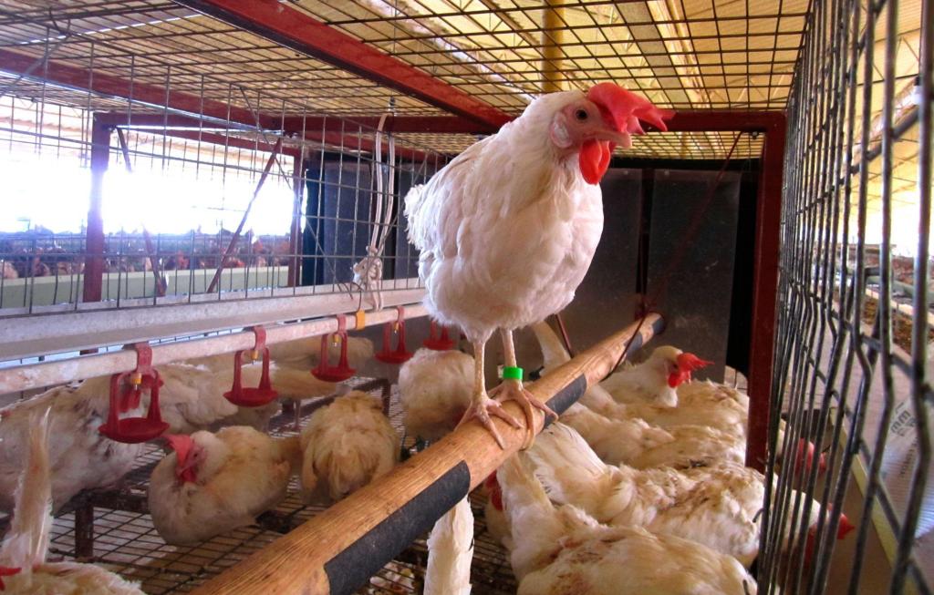 México prepara sanciones a las importaciones de pollo de EU | Notisistema