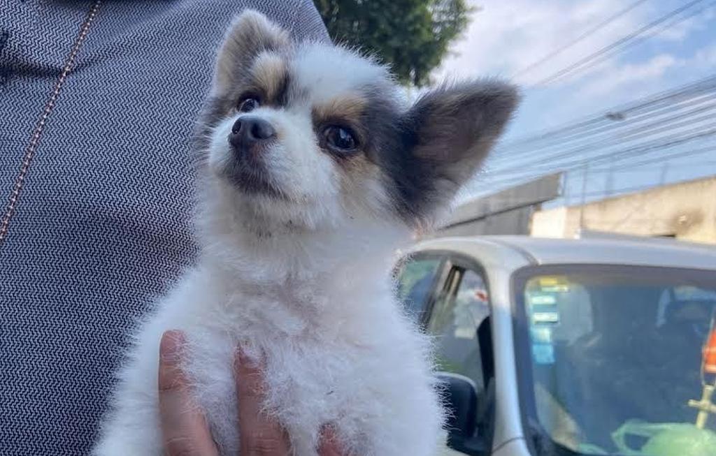 Recuperan perro robado valuado en 18 mil pesos | Notisistema