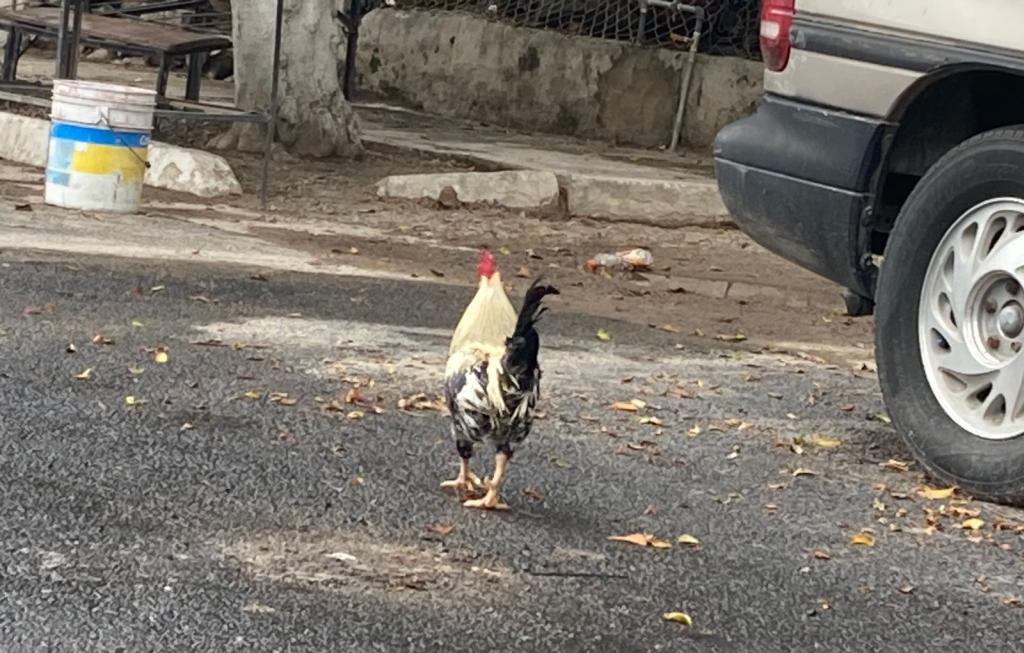 Asesinan a empresario gallero en Tonalá | Notisistema