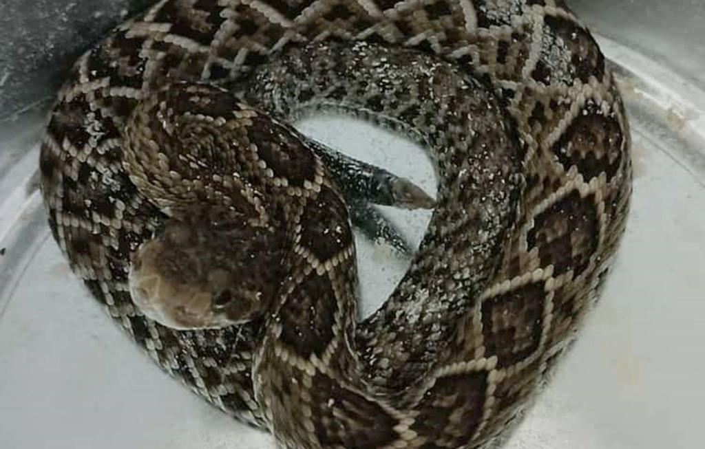 Localizan una serpiente de cascabel en Rotonda de los Jaliscienses ...
