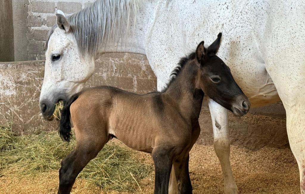Nace potrillo español en caballeriza de GDL | Notisistema